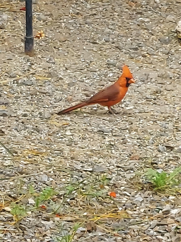 Northern Cardinal from Tucson, AZ 85730, USA on March 31, 2024 at 10:51 ...