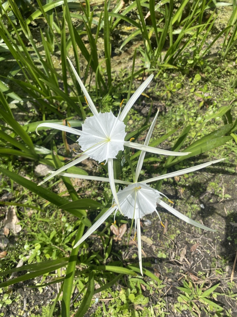 Alligator lily from US-1 N, Vero Beach, FL, US on April 9, 2024 at 02: ...