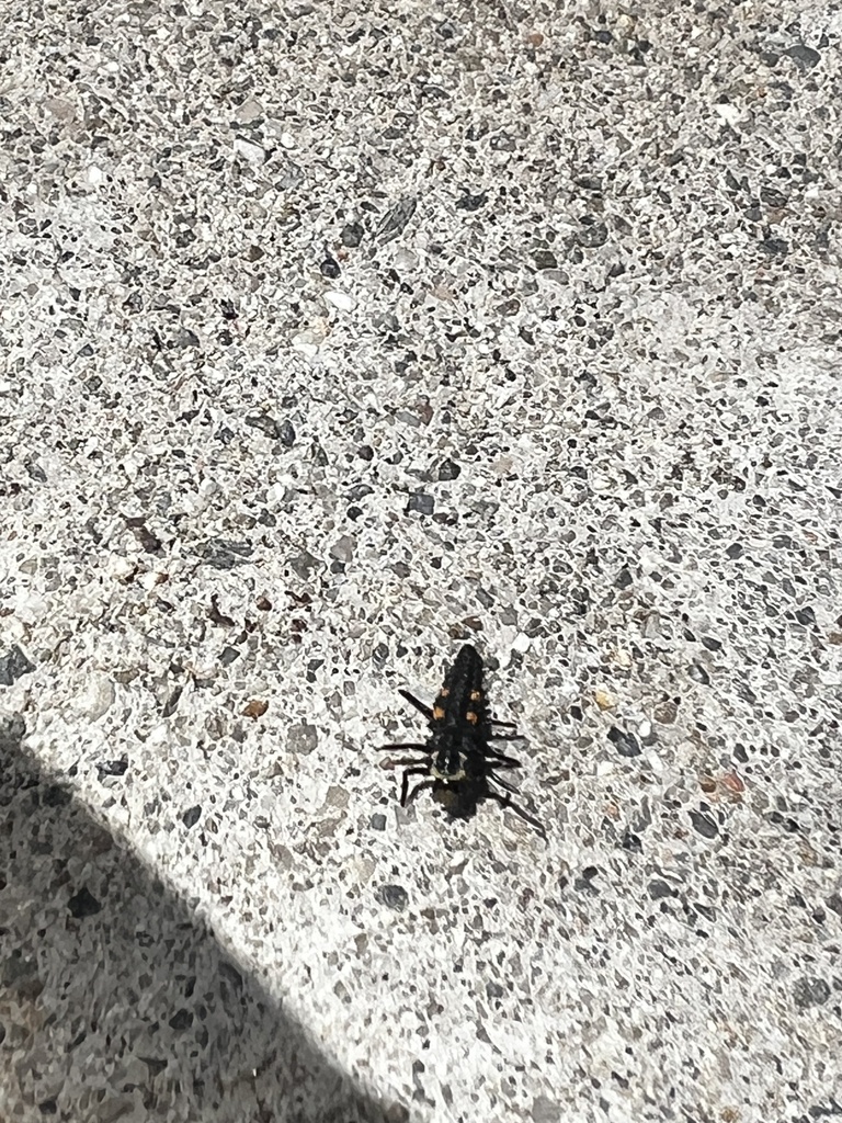 Black-spotted Lady Beetles in April 2024 by Manny C. The insect was ...