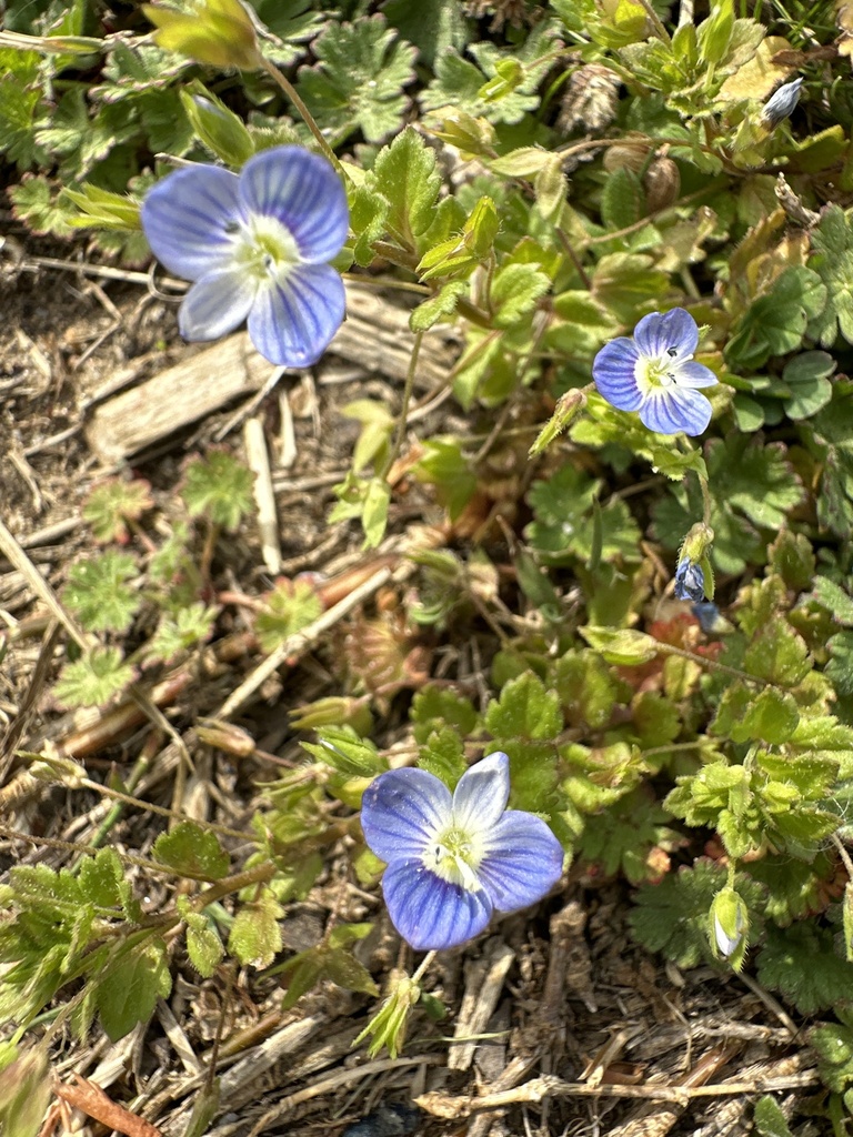 bird's-eye speedwell from N Fillmore St, Arlington, VA, US on April 9 ...