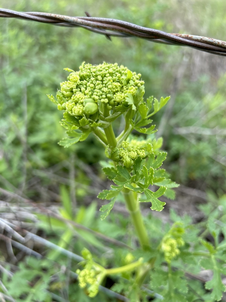 Texas Prairie Parsley from NE Inner Loop, Georgetown, TX, US on April ...