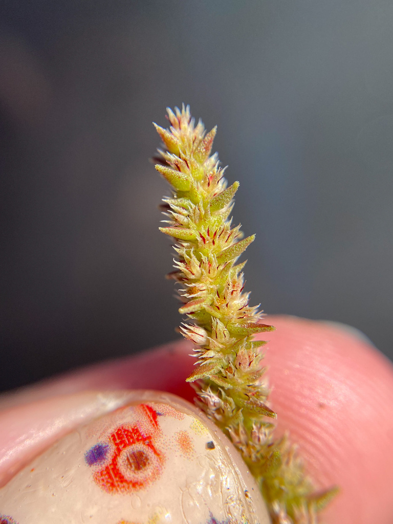 Crassula colligata lamprosperma from Via Vail, Rancho Mirage, CA, US on ...