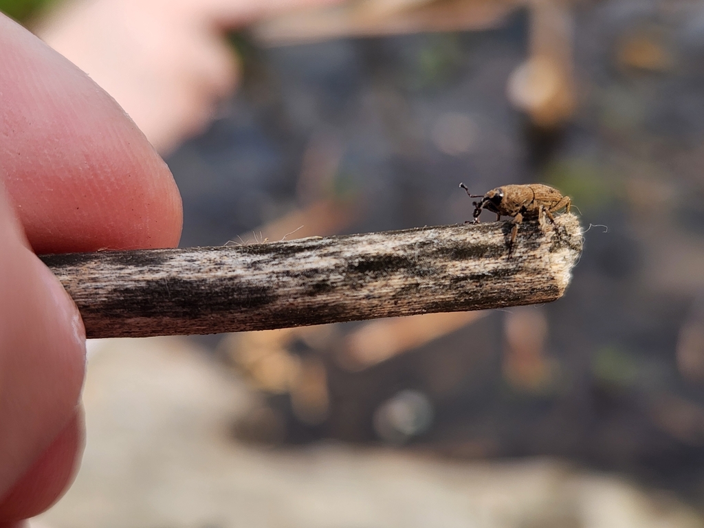True Weevils from White Post, VA 22663, USA on April 9, 2024 at 03:31 ...