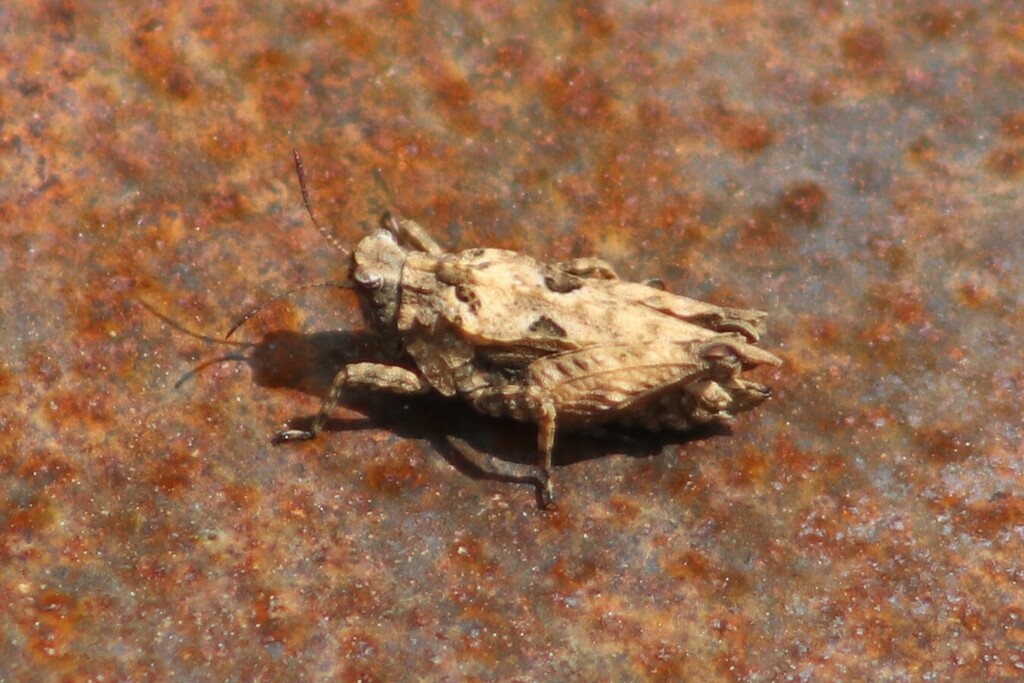 Tetriginae from Oil City, PA 16301, USA on April 9, 2024 at 11:55 AM by ...