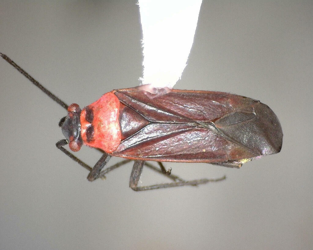 Lopidea instabilis from Kimble County, TX, USA on June 13, 2023 at 04: ...