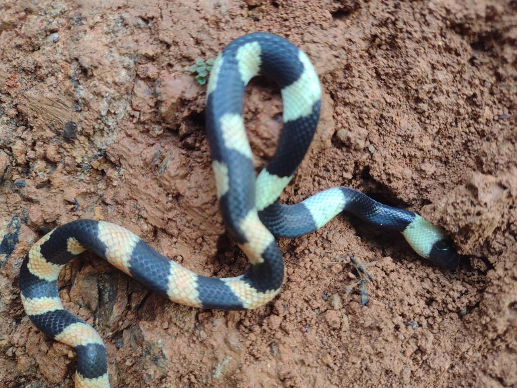 Forest Flame Snake from Quinindé, EC-ES, EC on April 9, 2024 at 10:51 ...