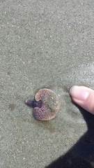 Invert-E-Base Portal - Renillidae