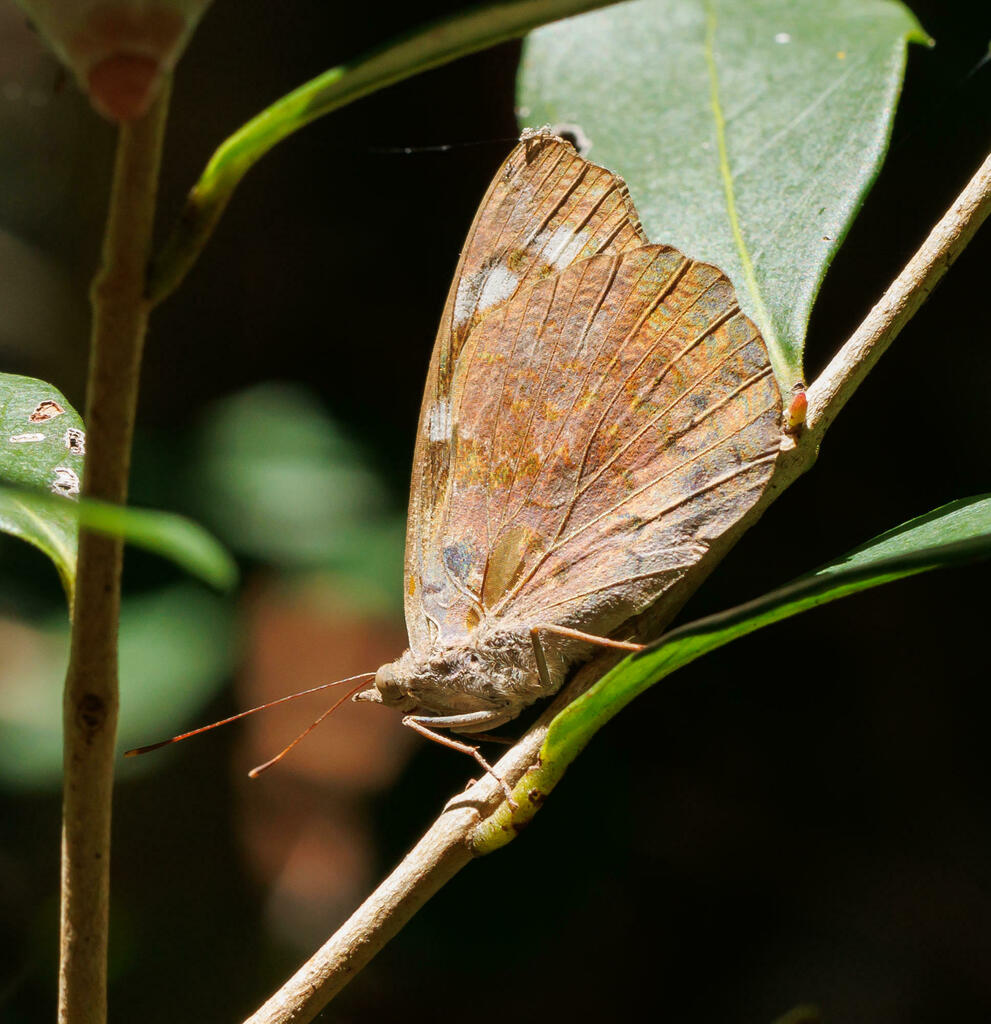 Florida Purplewing from Monroe County, US-FL, US on April 5, 2024 at 12 ...