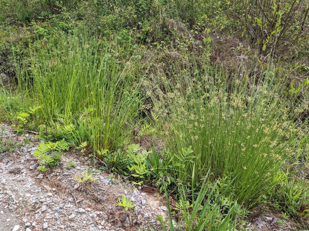 Common Rush in April 2024 by Eric Ungberg. JUNCPYL right JUNCEFF left ...