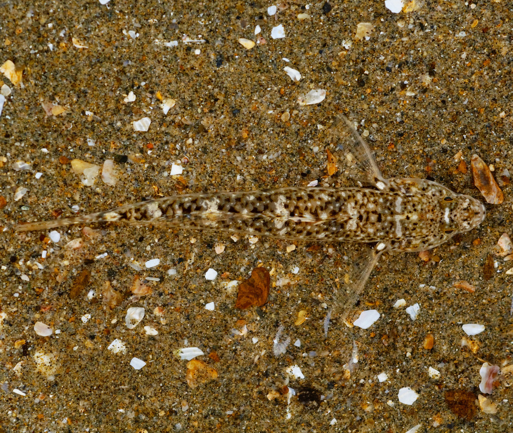 Sharp-Nosed Sand Goby from Seocheon, KR-GN, KR on July 11, 2009 at 12: ...