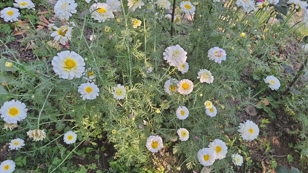 Chamomiles, yarrows, and allies from Banjarewala Mafi, Uttarakhand ...