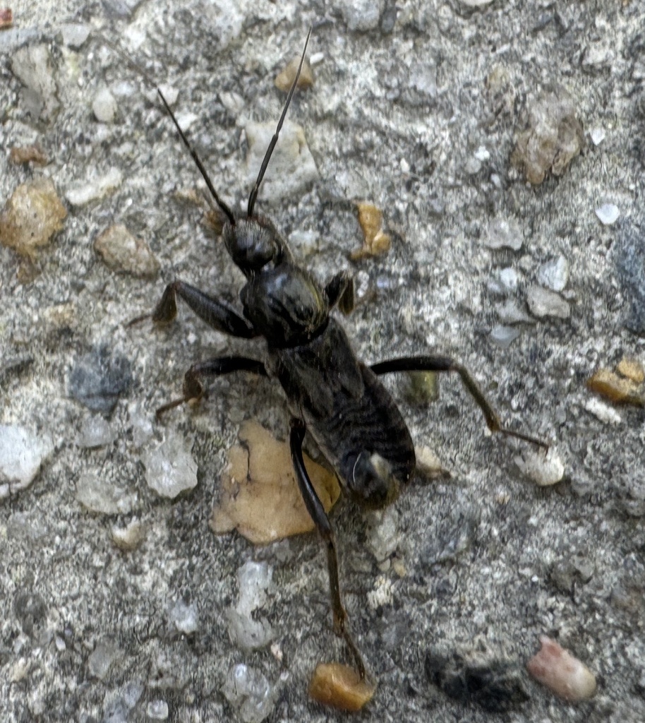 Peirates turpis from 五庄柏田, 宇治市, 京都府, JP on April 10, 2024 at 12:26 PM ...