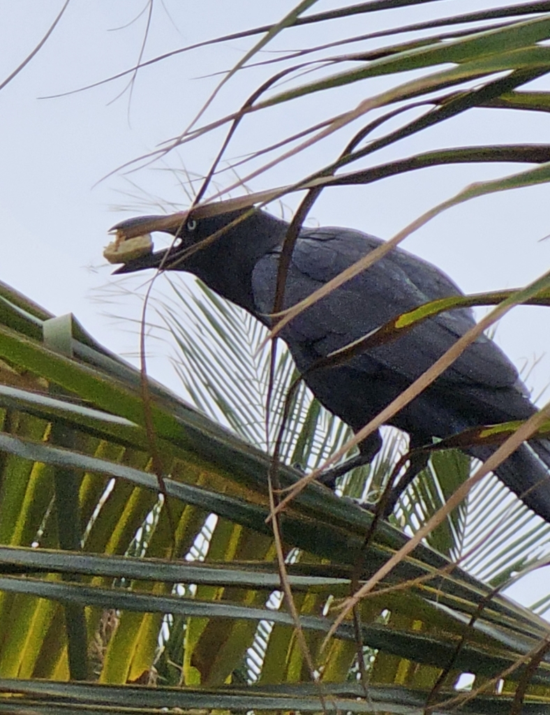 Torresian Crow from Port Hedland WA 6721, Australia on April 10, 2024 ...