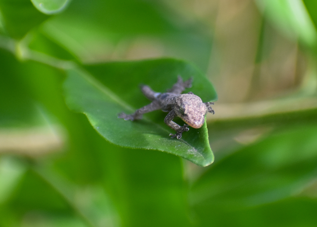 Asian House Gecko from Brisbane QLD, Australia on April 8, 2024 at 03: ...