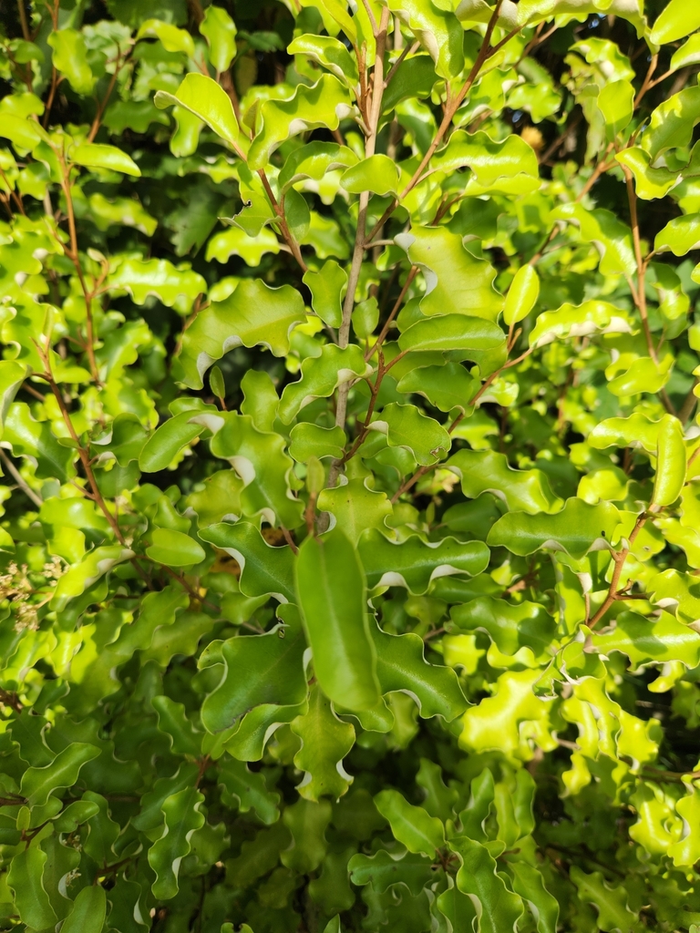 Akiraho from Greytown 5712, New Zealand on April 10, 2024 at 03:25 PM ...