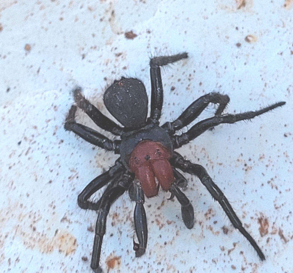 Red-headed Mouse Spider in April 2024 by Chadley Beranek · iNaturalist