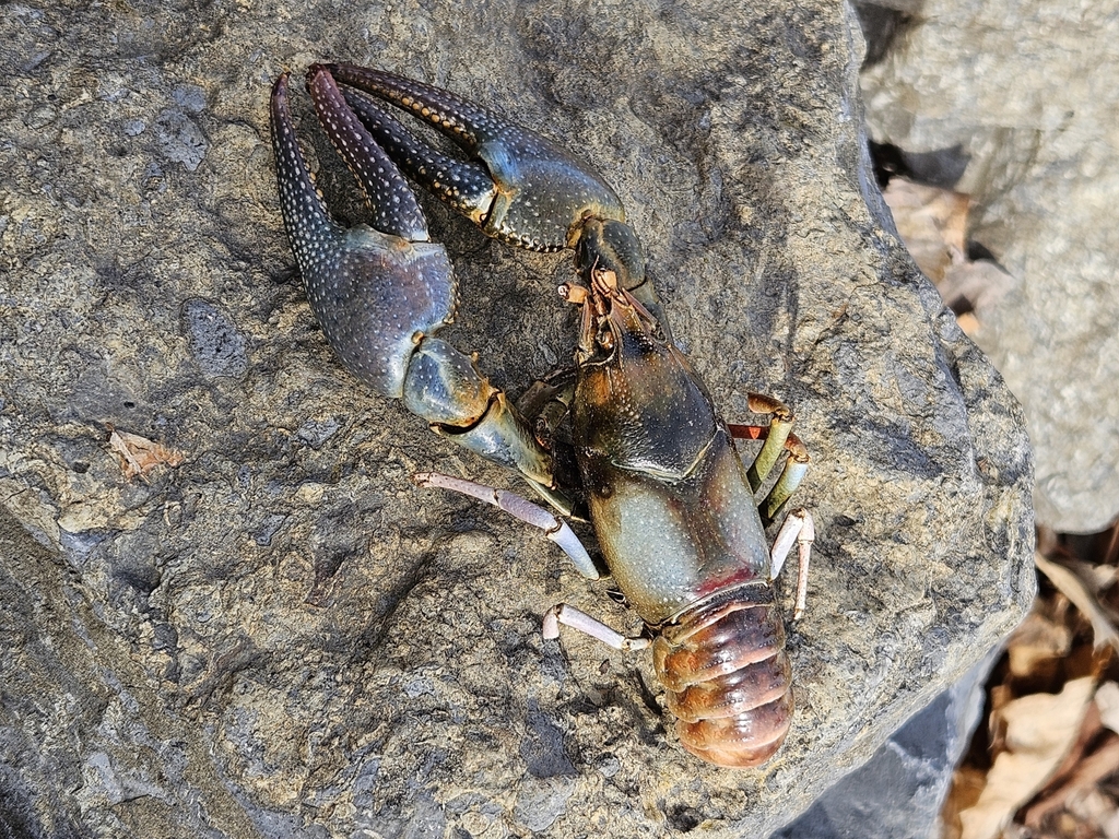 Rusty Crayfish from Morrisburg, ON, Canada on April 8, 2024 at 04:11 PM ...