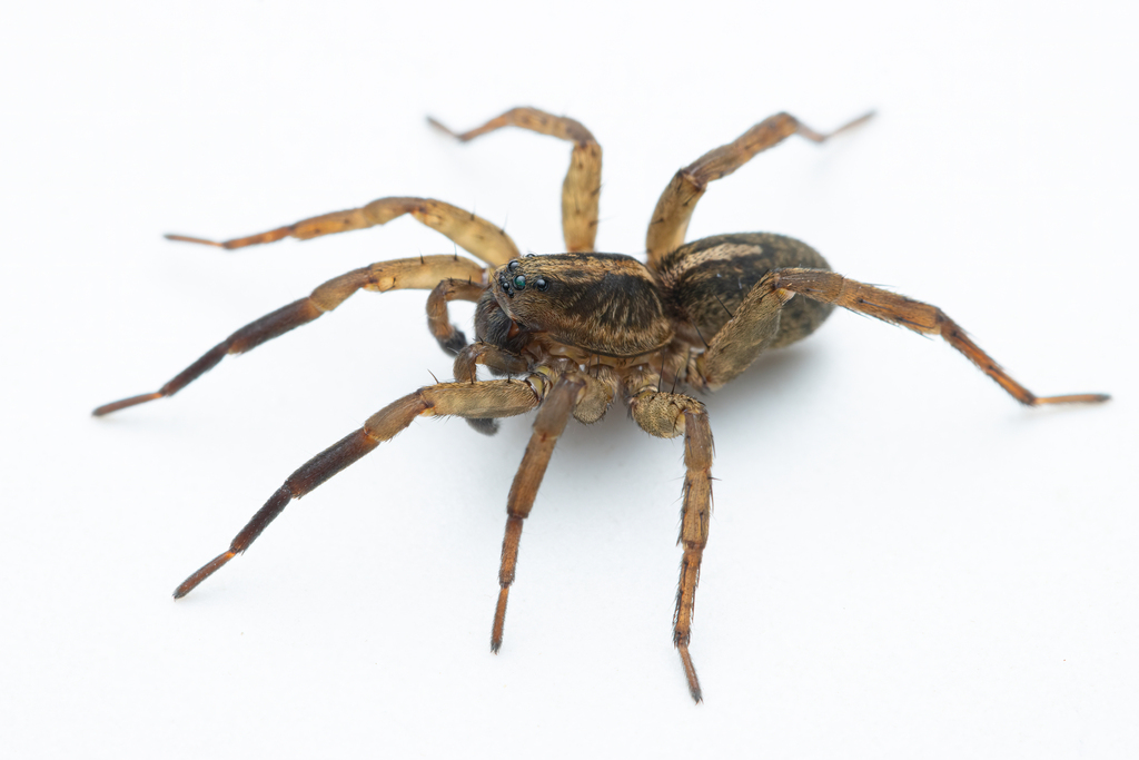 Rustic Wolf Spider in April 2024 by Frederik Leck Fischer · iNaturalist