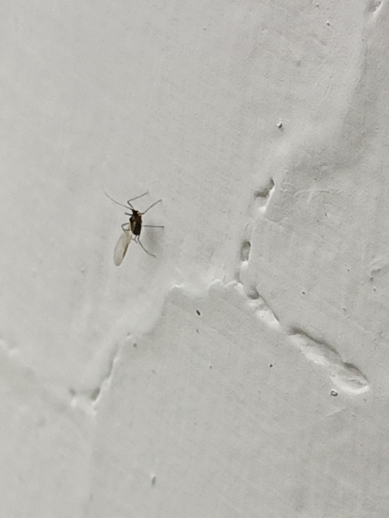 Insects from Macrodistrito Sur, La Paz, Bolivia on April 10, 2024 at 10 ...