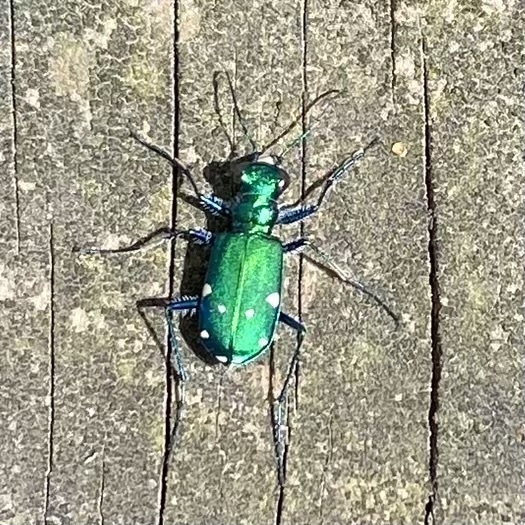 Six-spotted Tiger Beetle from Hunters Mill Trail, Collierville, TN, US ...