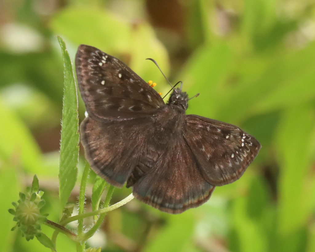 Horace's Duskywing from PEAR, Lake County, FL, USA on April 10, 2024 at ...