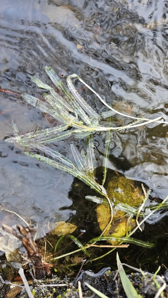 Bluntleaf Pondweed from North Grafton, MA 01536, USA on April 10, 2024 ...