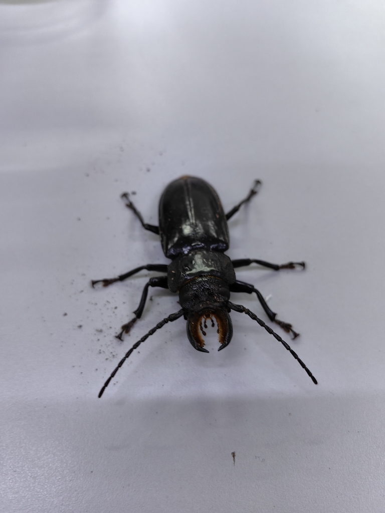Mallodon from 91690 Veracruz, Ver., México on April 10, 2024 at 11:32 ...
