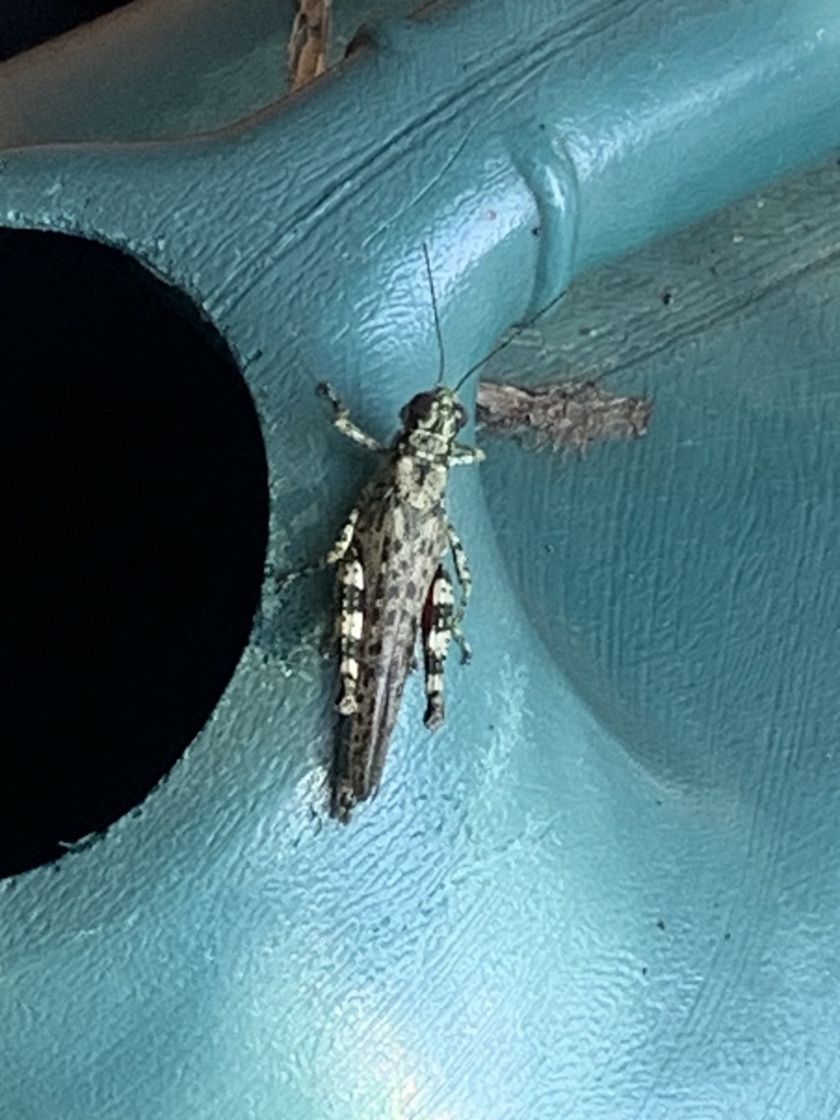 Pine tree Spur-throat Grasshopper from Rogers Ridge Ln, Kingston, TN ...