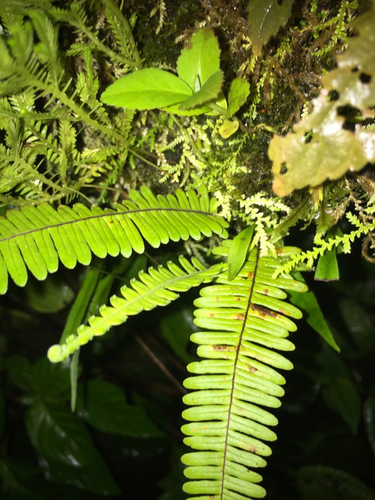 Pecluma hygrometrica from Parque amazonico Isla del Amor, Tena, Napo ...