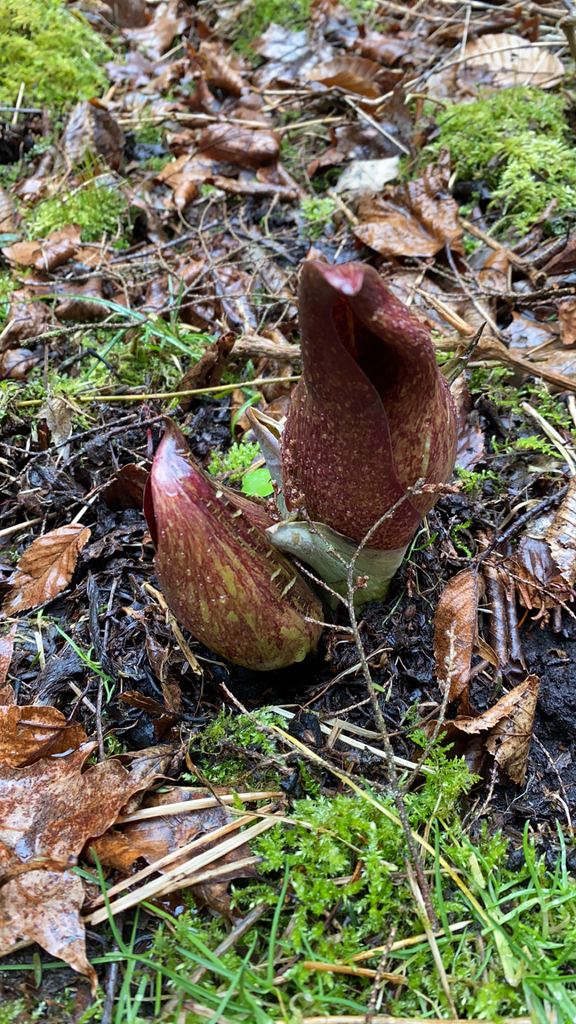 Eastern Skunk Cabbage from Cortland on March 9, 2024 at 01:37 PM by ...