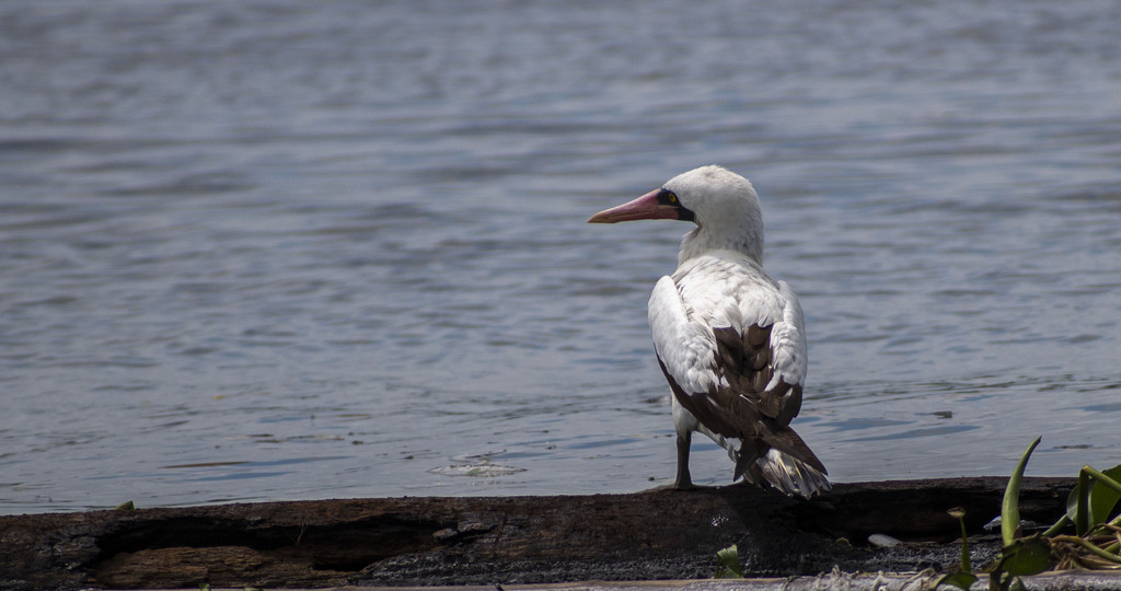 Nazca Booby from Guayaquil, EC-GU, EC on February 10, 2024 at 10:50 AM ...