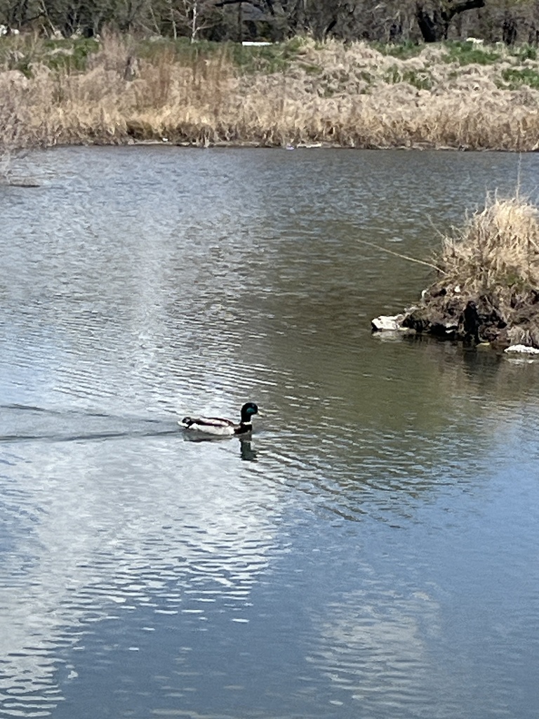 Mallard from S 1100 W, Salt Lake City, UT, US on April 10, 2024 at 01: ...