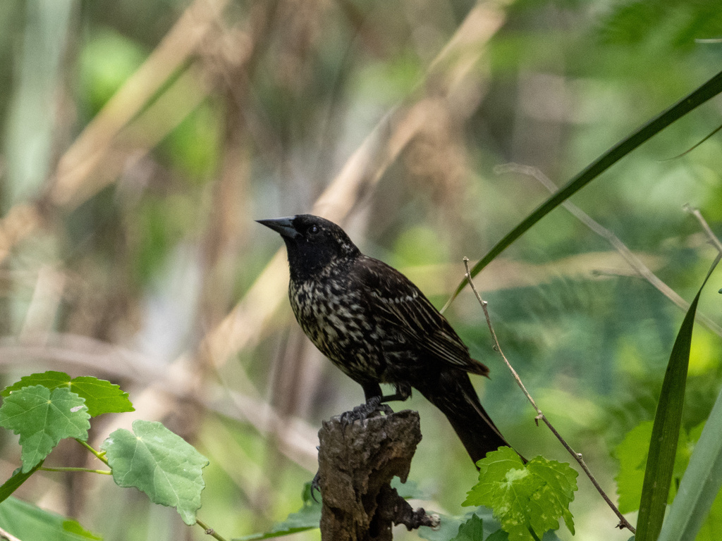 Red-winged Blackbird from Butterfly Park Dr, Mission, TX, US on April 9 ...