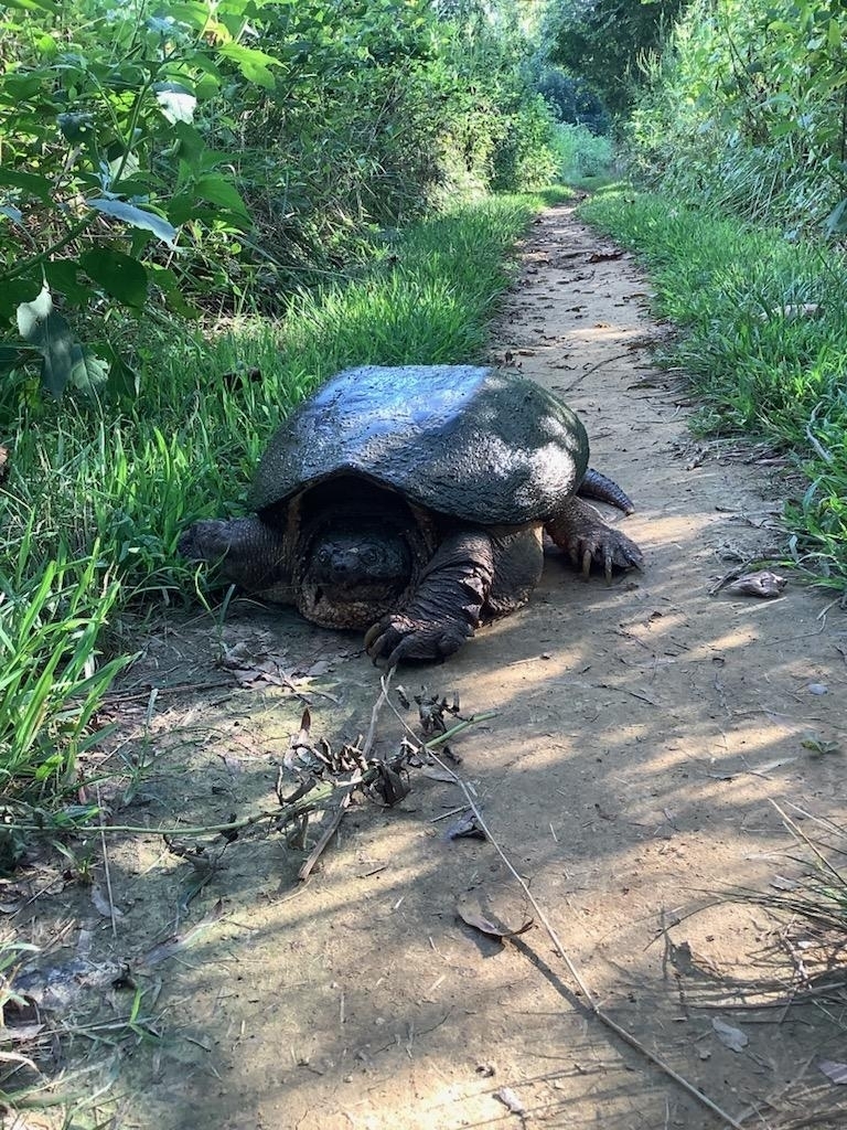 Common Snapping Turtle from Chapel Hill, NC 27514, USA on August 24 ...