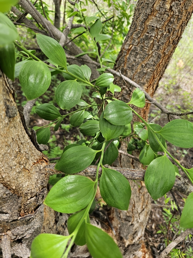 Broad Leaved Native Cherry from Chillagoe QLD 4871, Australia on ...