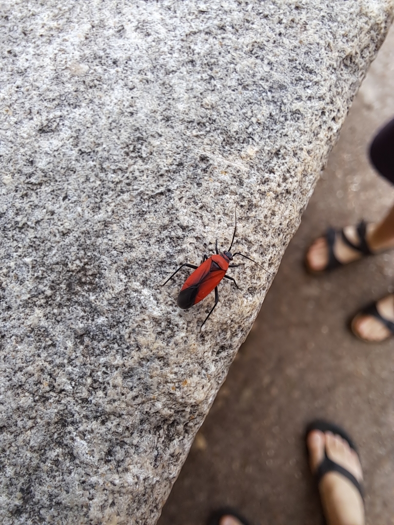 True Bugs from Travis County, US-TX, US on April 10, 2024 at 02:21 PM ...