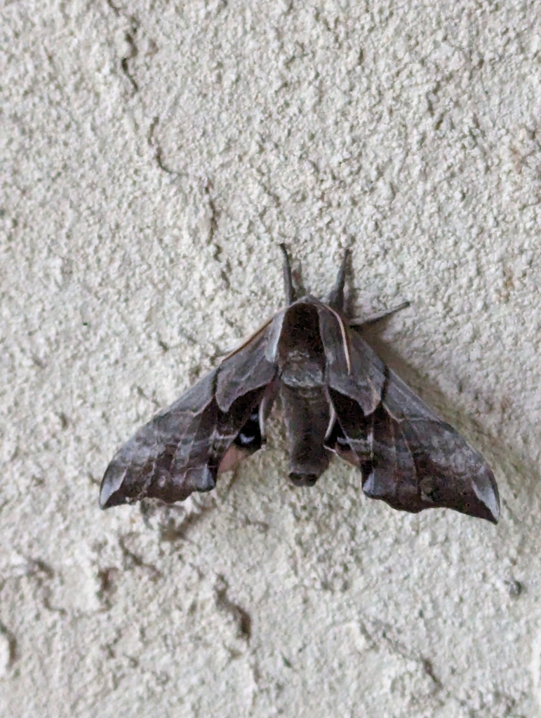 Western Eyed Sphinx from Arcata, CA, USA on April 9, 2024 at 07:41 AM ...