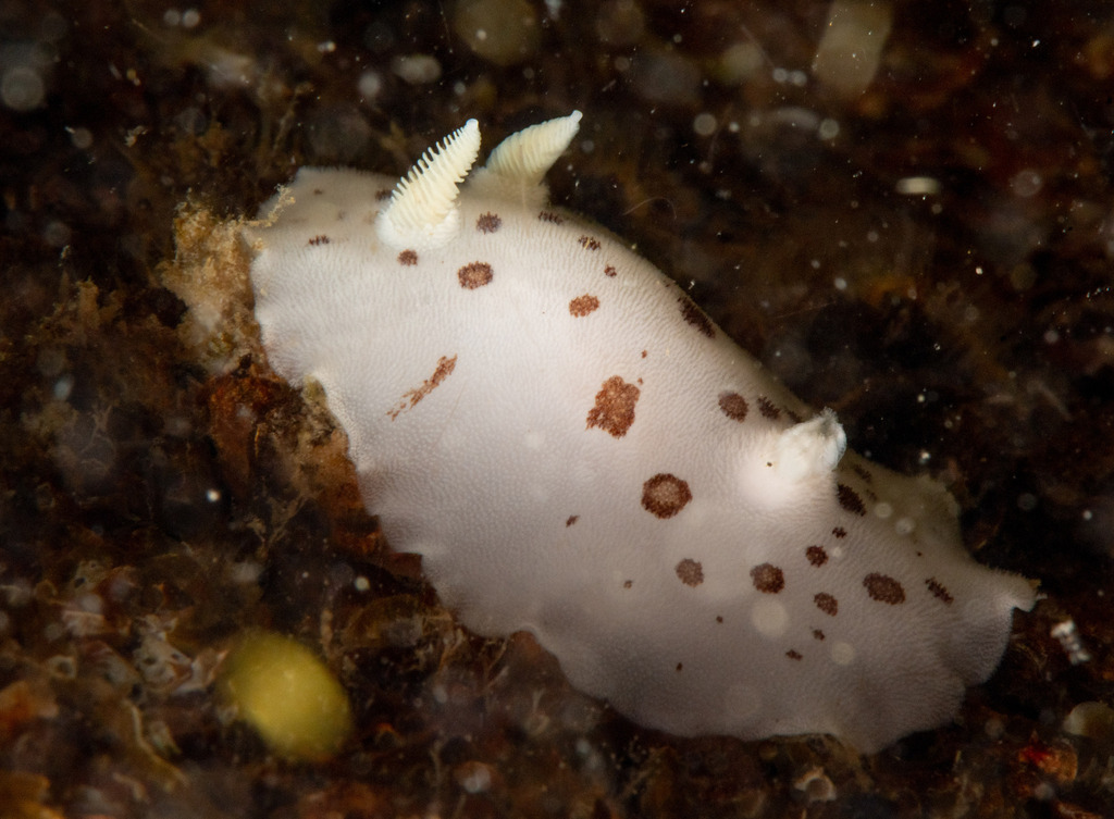 Northern Leopard Dorid from Cebalop (historical), Washington, United ...