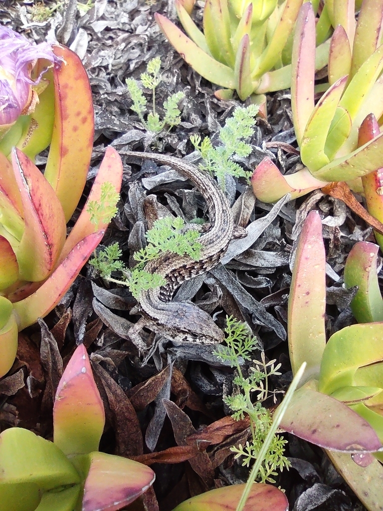 Northern Alligator Lizard from Seaside, CA 93955, USA on April 10, 2024 ...