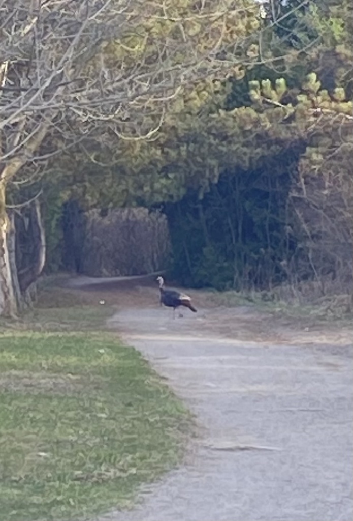 Wild Turkey from Island Lake Reservoir Conservation Area, Mono, ON, CA ...