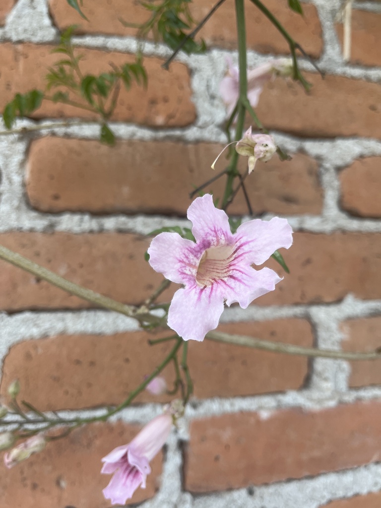 Pink Trumpet Vine from Calle Durango, San Juan del Río, Qro., MX on ...