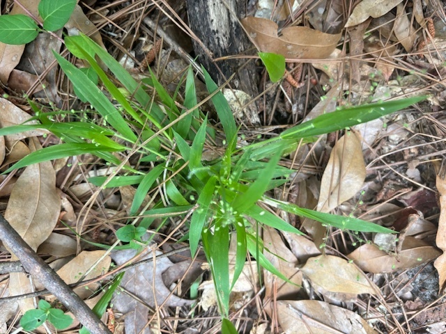variable witchgrass from 52 Perdue Rd, Tifton, GA 31793, USA on April 9 ...