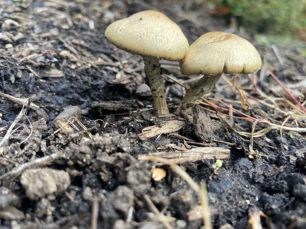 Psychedelic Ovoid Mushroom from Washington Park, Portland, OR, US on ...