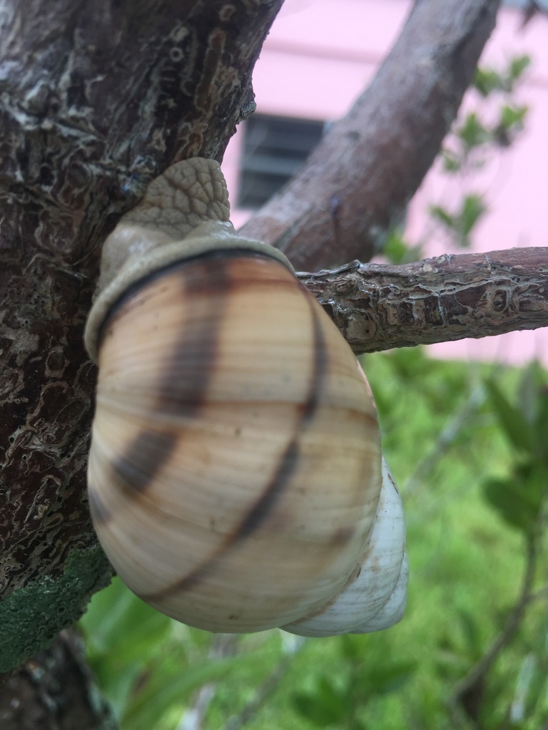 Banded Tree Snail from Everglades National Park, FL, US on July 31 ...