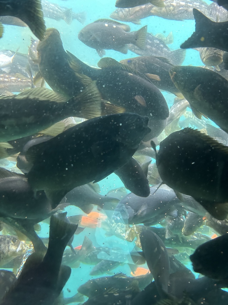 Opaleye from Gulf Of Santa Catalina, Avalon, CA, US on April 4, 2024 at ...