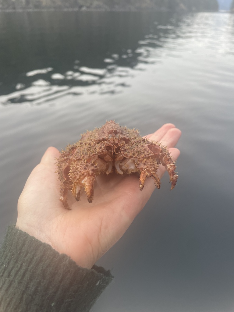 Brown Box Crab from North Pacific Ocean, Sunshine Coast, BC, CA on ...