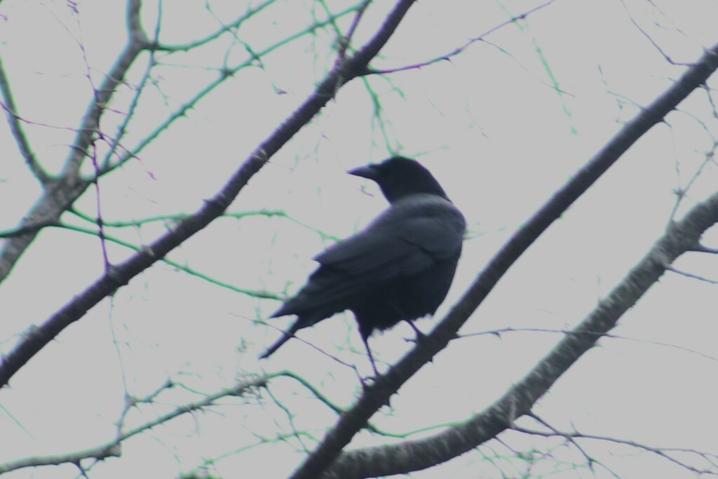 American Crow from Oil City, PA 16301, USA on April 10, 2024 at 03:27 ...