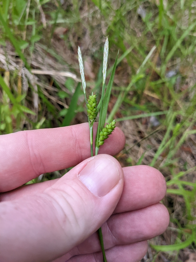 Gholson's sedge in April 2024 by Eric Ungberg · iNaturalist