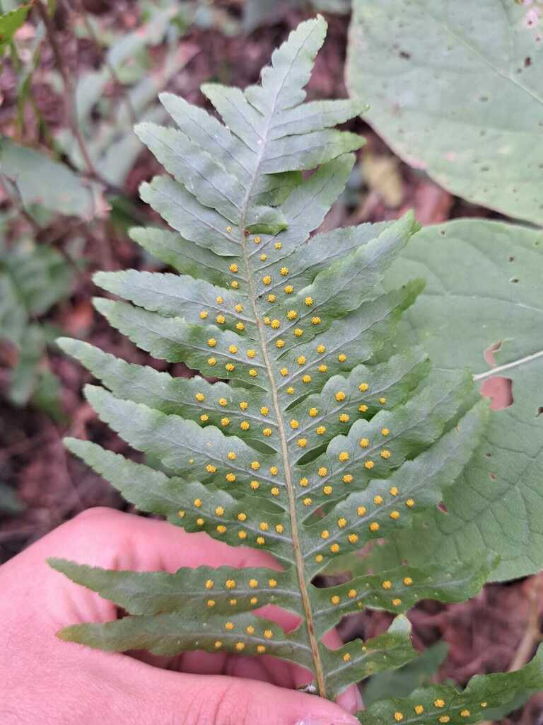 Polypodium plesiosorum from La Estanzuela Monterrey Natural Park ...