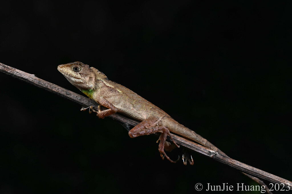 Anderson's Mountain lizard from Nyingtri, CN-XZ, CN on August 27, 2023 ...